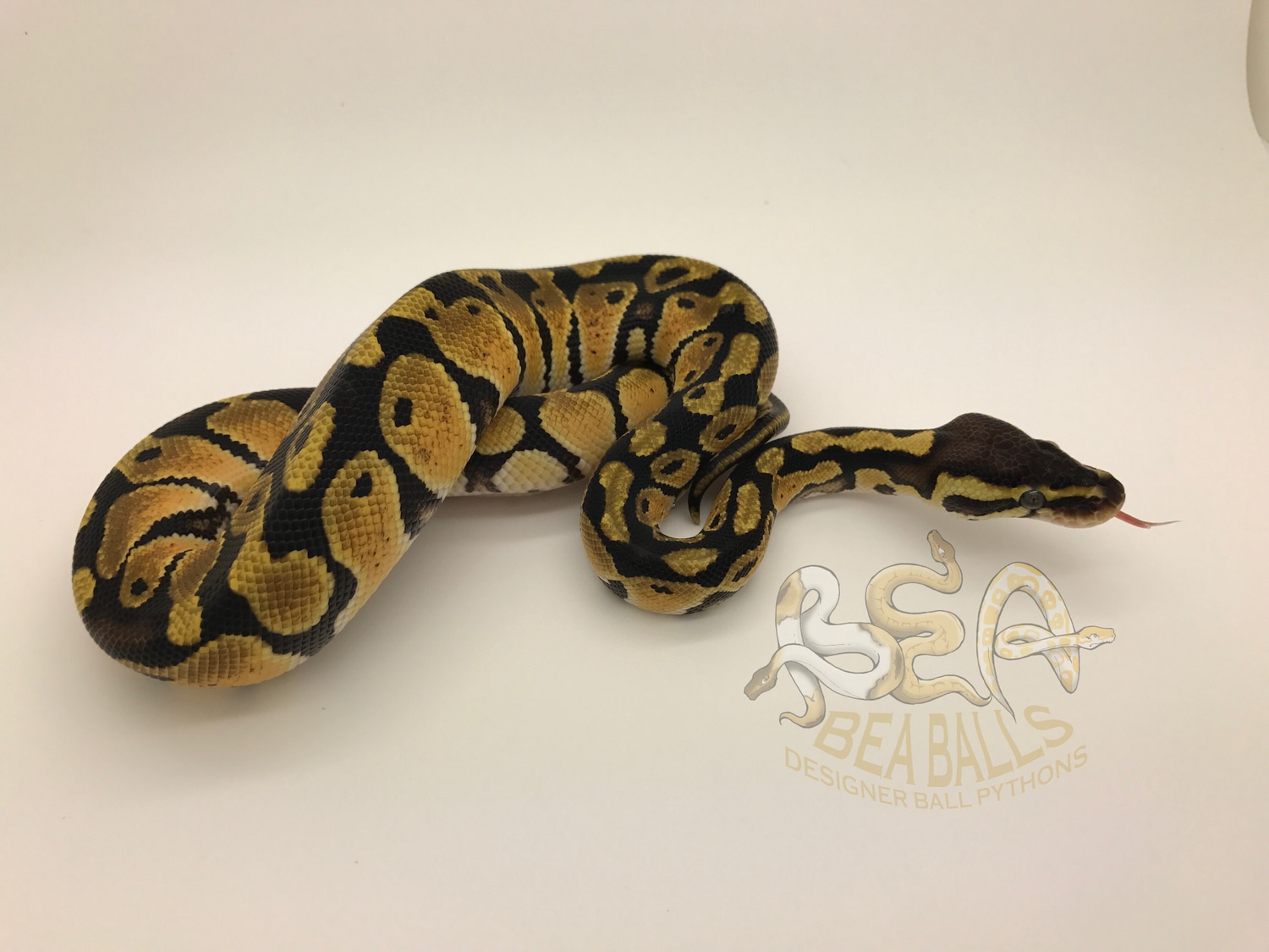 Orange Dream Pastel Ball Python by Beaballs Morphs - MorphMarket
