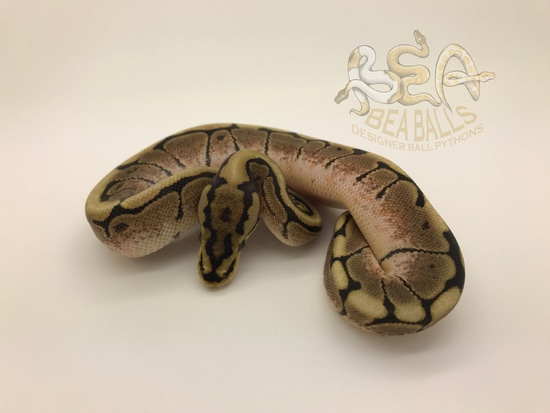 Calico Spider Ball Python by Beaballs Morphs