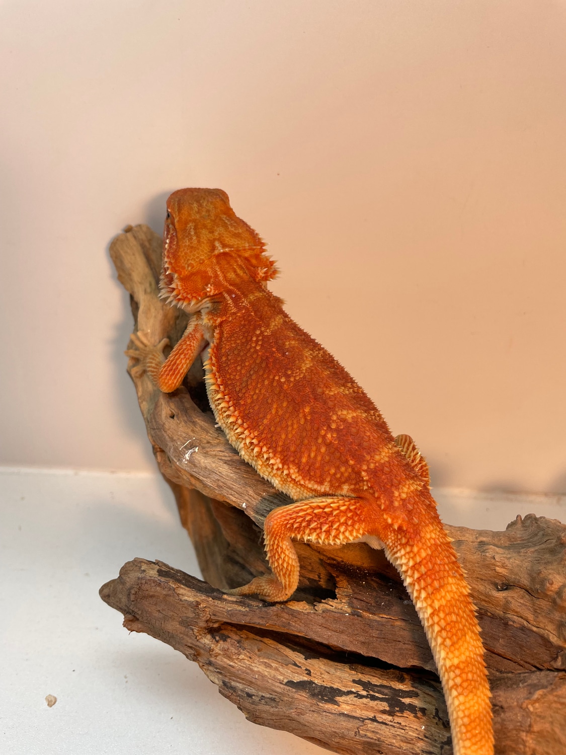Citrus Dunner Genetic Stripe Central Bearded Dragon by Beach Bum ...
