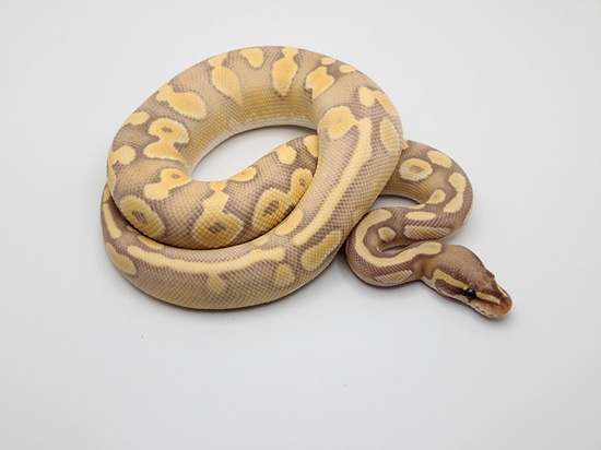 Banana Mystic Sugar Ball Python by Beach Bum Xotics
