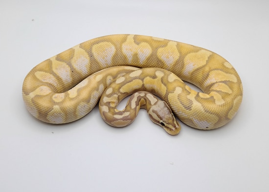Banana Pastel Sugar Ball Python by Beach Bum Xotics
