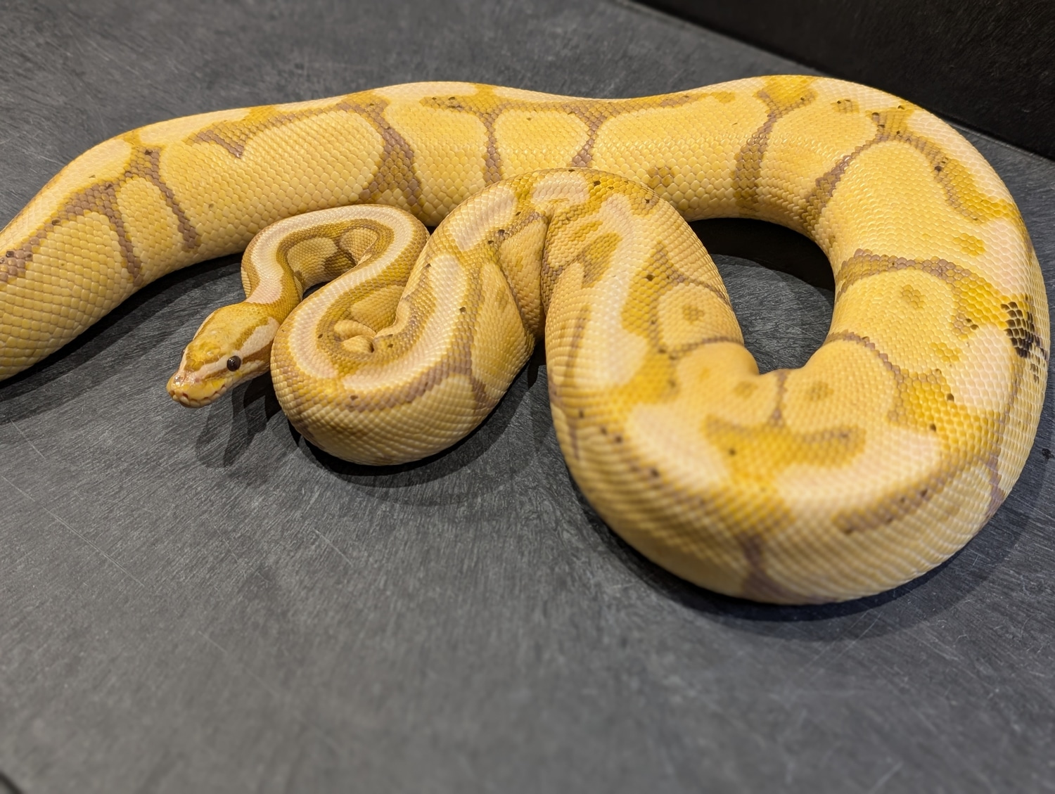 Beach Bum Xotics's Collection - MorphMarket