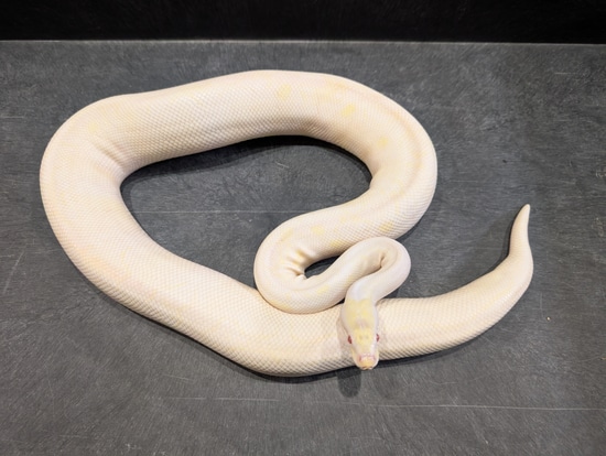 VPI Axanthic Albino Ball Python by Beach Bum Xotics