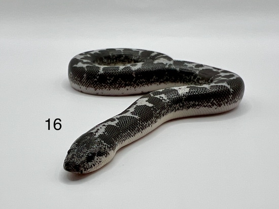 Anery Het Albino Kenyan Sand Boa by Beach Hut Exotics