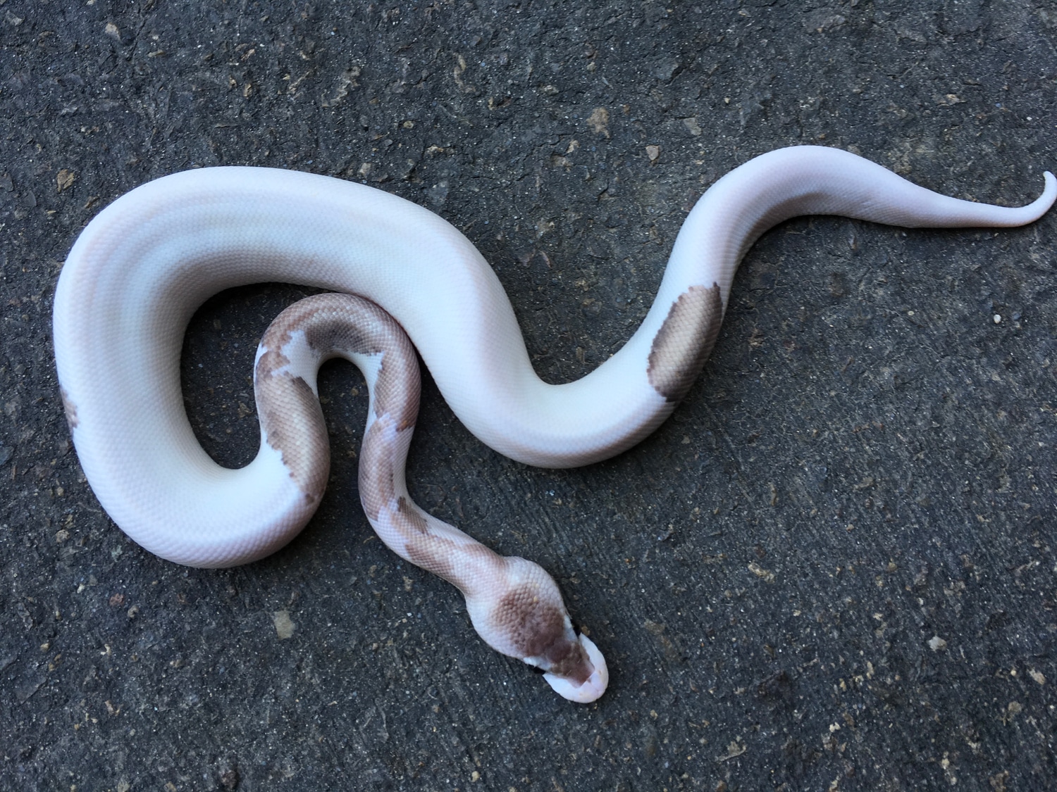Grey Matter Ball Python by Bruce Tague Ball Pythons - MorphMarket
