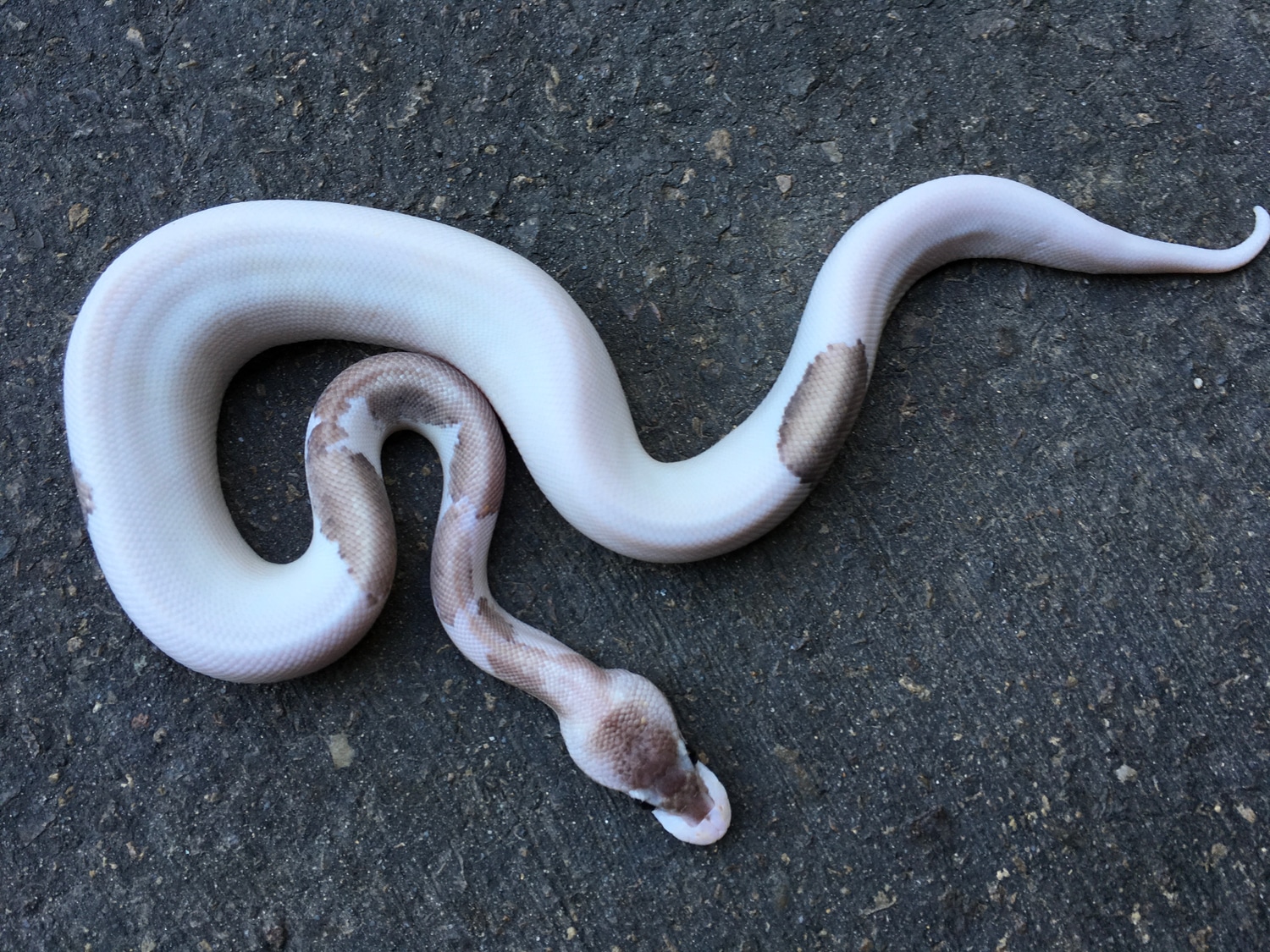 Grey Matter Ball Python by Bruce Tague Ball Pythons - MorphMarket