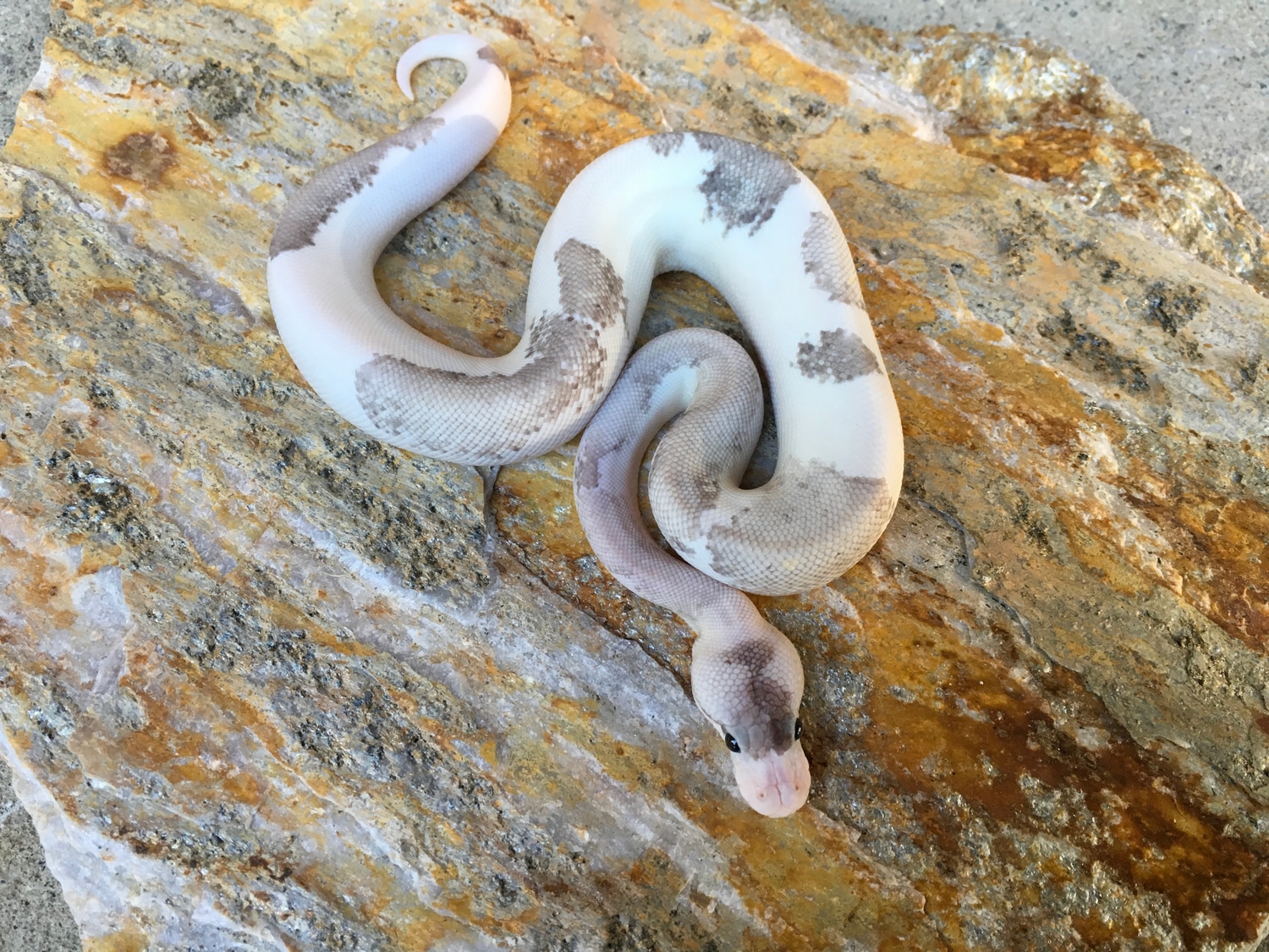 Pastel Grey Matter 120 Gr Ball Python by Bruce Tague Ball Pythons ...