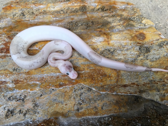 Pastel Grey Matter 120 Gr Ball Python by Bruce Tague Ball Pythons