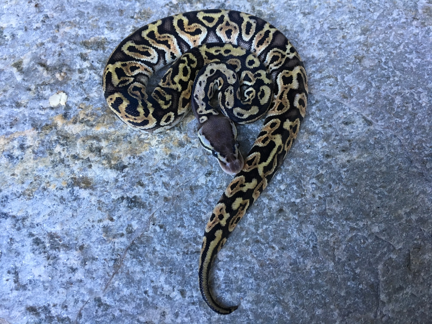 Pastel Huffman 110 Gr Het Clown Possible Het Hypo Ball Python by Bruce ...