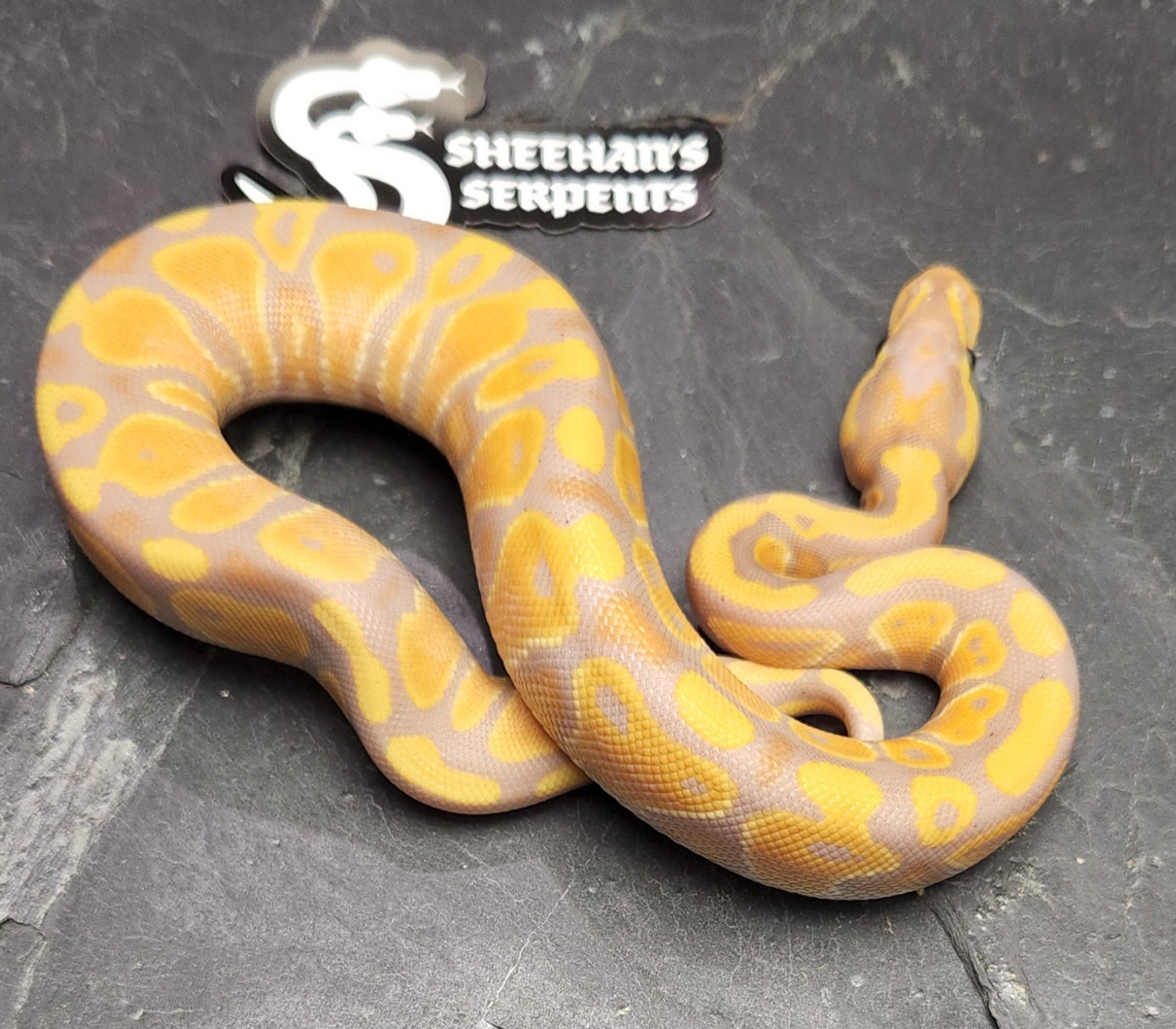 Banana 50% DH Albino Pied Ball Python by Sheehan's Serpents - MorphMarket
