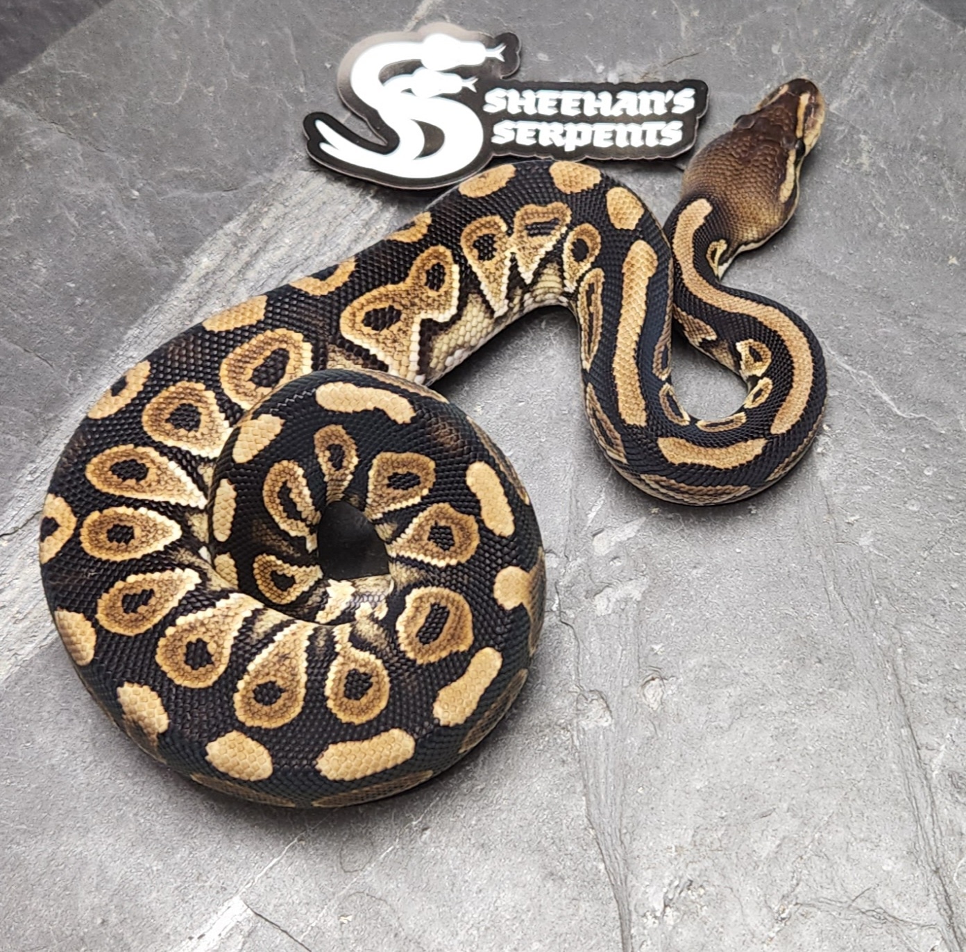 Cinnamon Ball Python by Sheehan's Serpents - MorphMarket