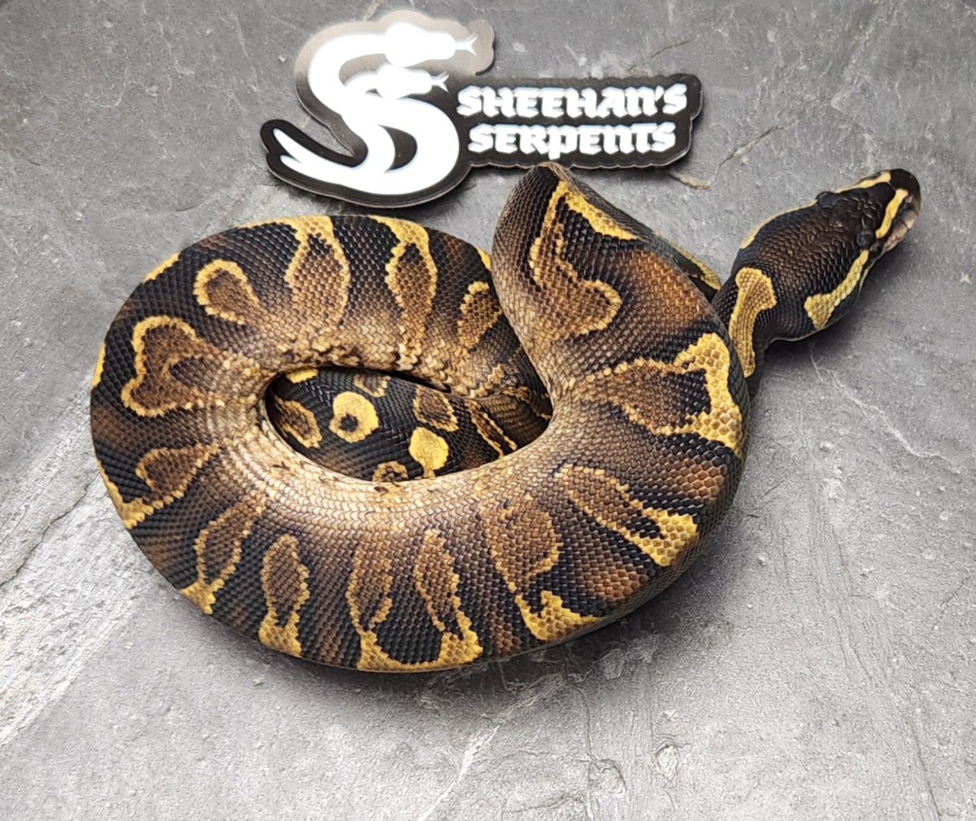 GHI Yellowbelly Ball Python by Sheehan's Serpents - MorphMarket