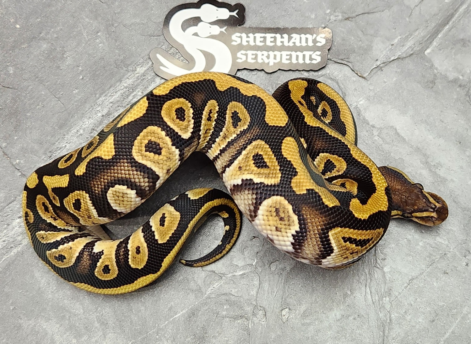 Mystic/Mojave Ball Python by Sheehan's Serpents - MorphMarket