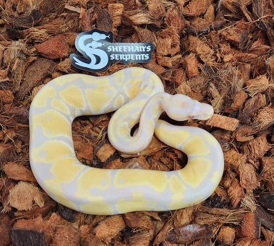 Banana Albino 66% Het Pied Ball Python by Sheehan's Serpents