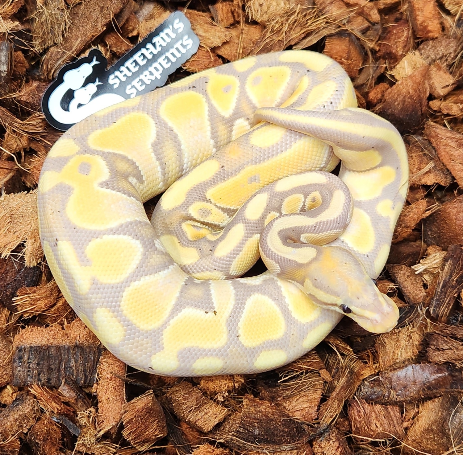 Banana 50% Double Het Albino/pied Ball Python by Sheehan's Serpents ...