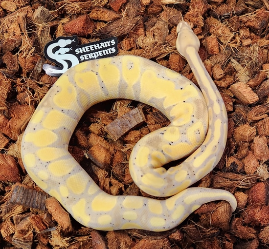 Banana 50% Double Het Albino/pied Ball Python by Sheehan's Serpents