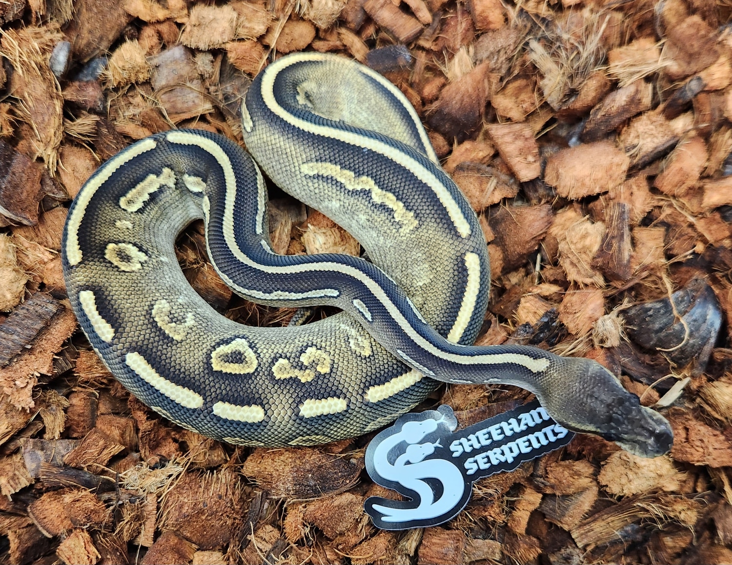Cinnamon Mojave Yellowbelly Ball Python by Sheehan's Serpents - MorphMarket