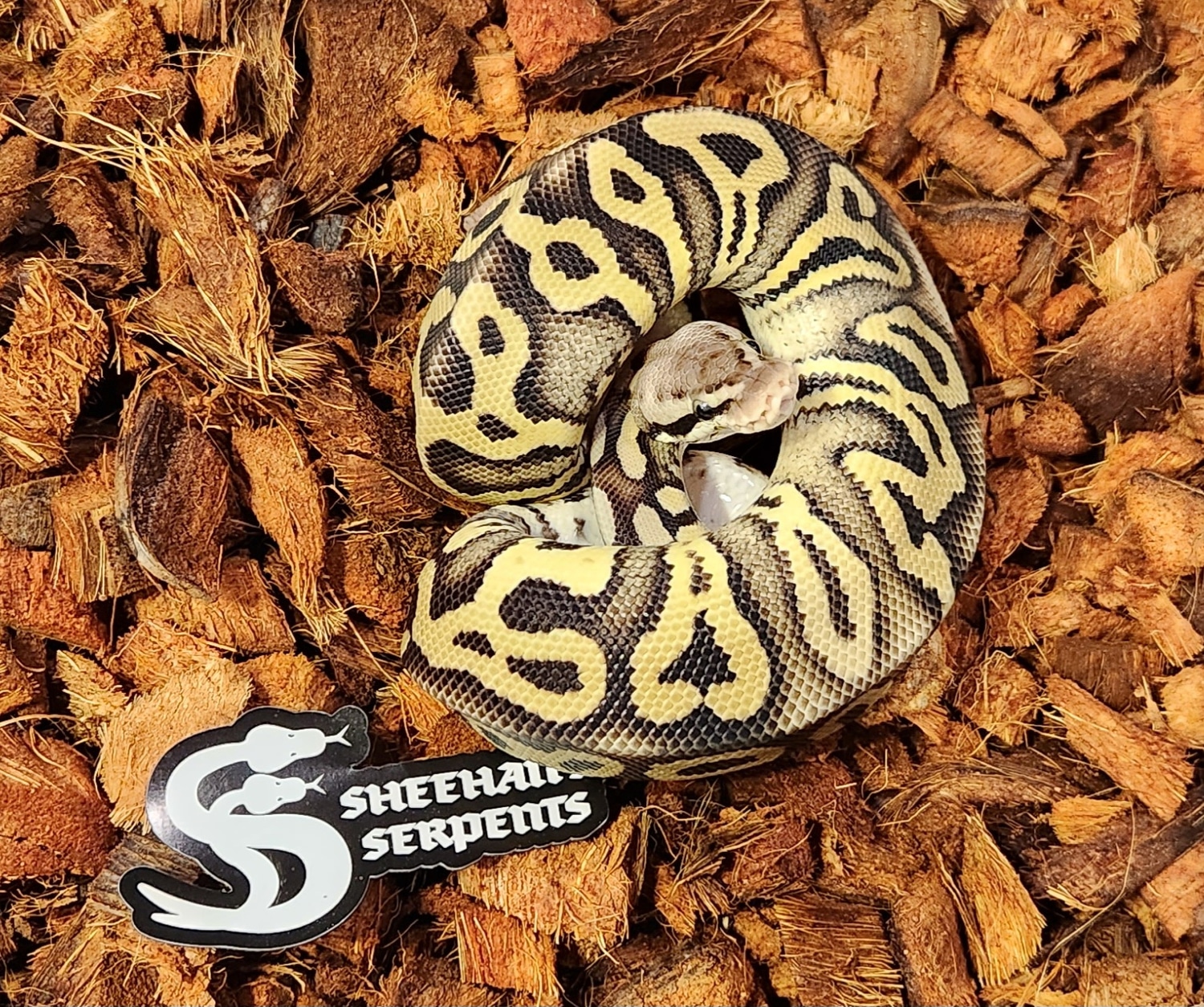 Pastel Leopard Mystic 50% Het Clown Ball Python by Sheehan's Serpents ...