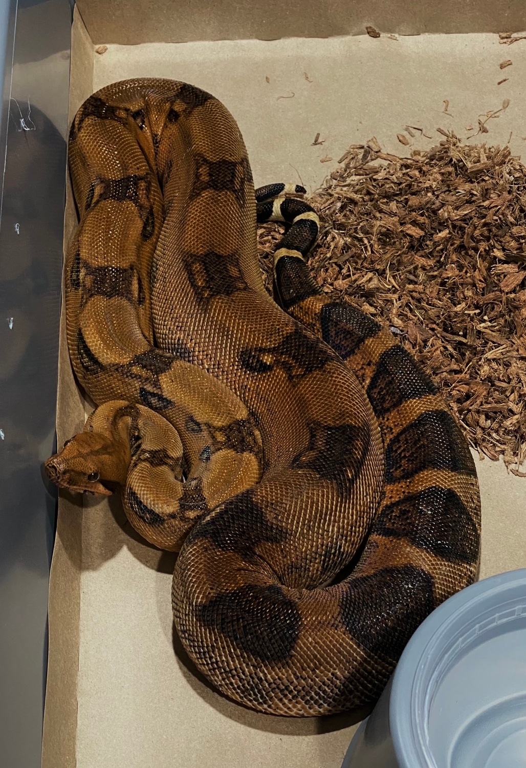 Blood 66% Het Sharp Albino Boa Constrictor by Bangarang Boas - MorphMarket
