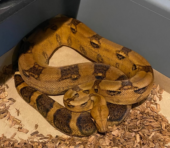 Blood 66% Het Sharp Albino Boa Constrictor by Bangarang Exotics