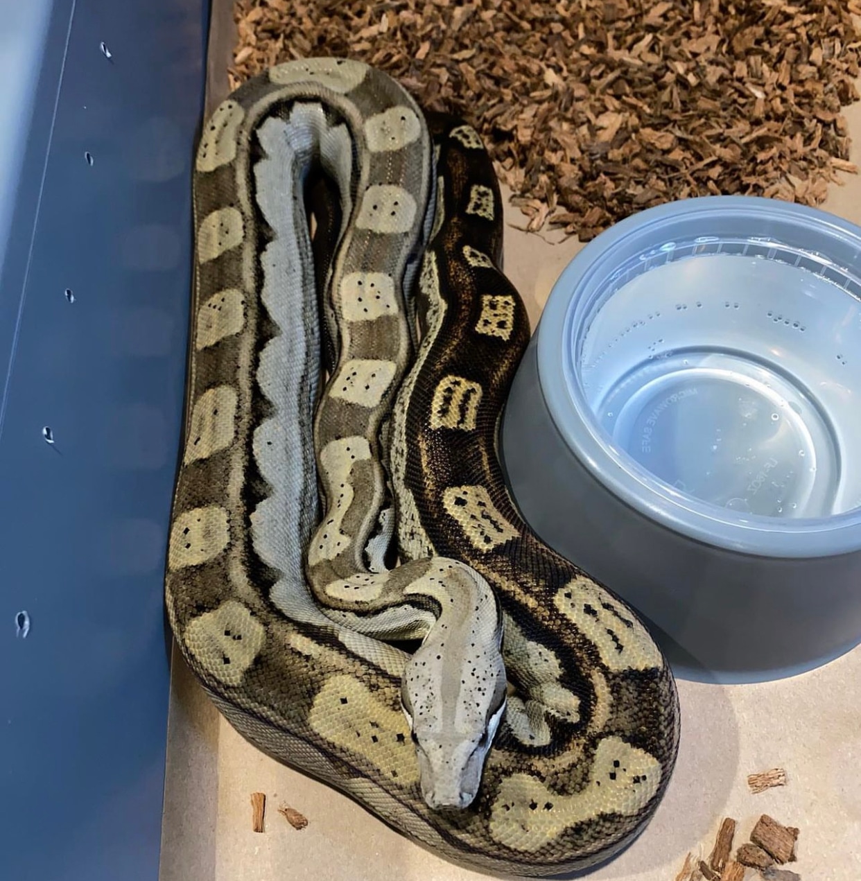 Motley Boa Constrictor by Bangarang Exotics - MorphMarket