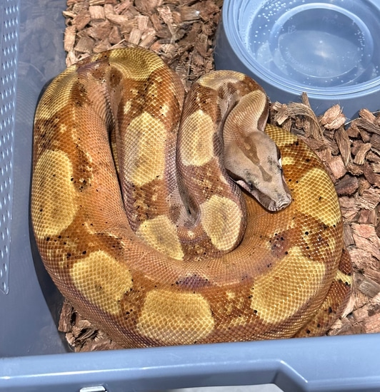 Hypo 66% Het Specter Boa Constrictor by Bangarang Exotics
