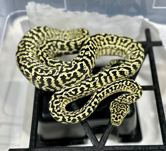Zebra Jungle Carpet Python by Bangarang Exotics