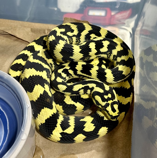 Jungle Carpet Jungle Carpet Python by Bangarang Exotics