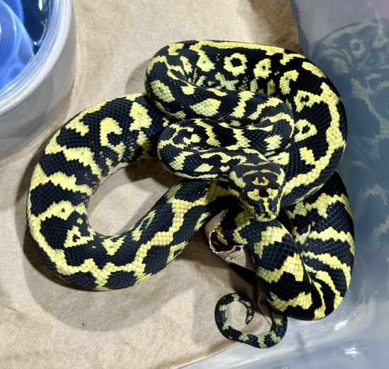 Female Jungle Jungle Carpet Python by Bangarang Exotics