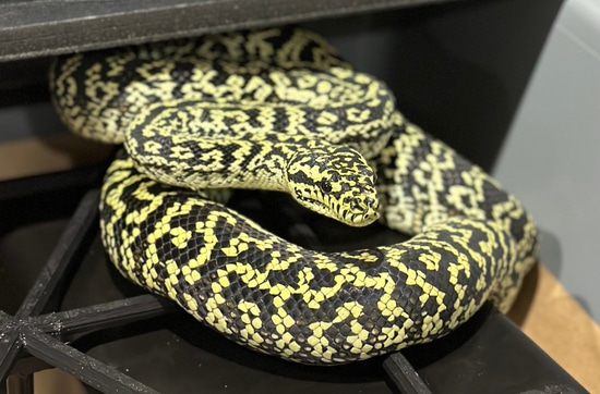 Zebra Jungle Jungle Carpet Python by Bangarang Exotics