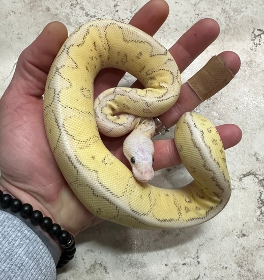 Super Pastel Clown Disco Vanilla Yellowbelly Ball Python by Bangarang Exotics