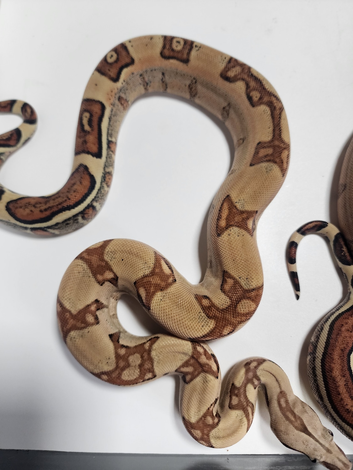 Marron Jungle Pastel 50% Vpi Boa Constrictor by Invincible Boas - MorphMarket