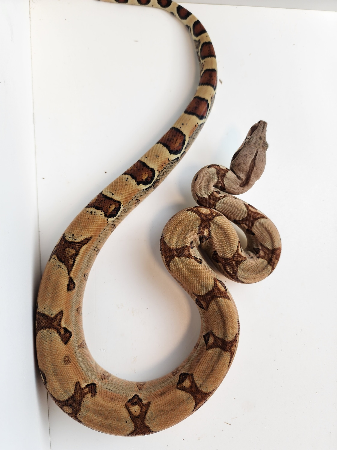 Marron Pastel 50% Vpi Boa Constrictor by Invincible Boas - MorphMarket