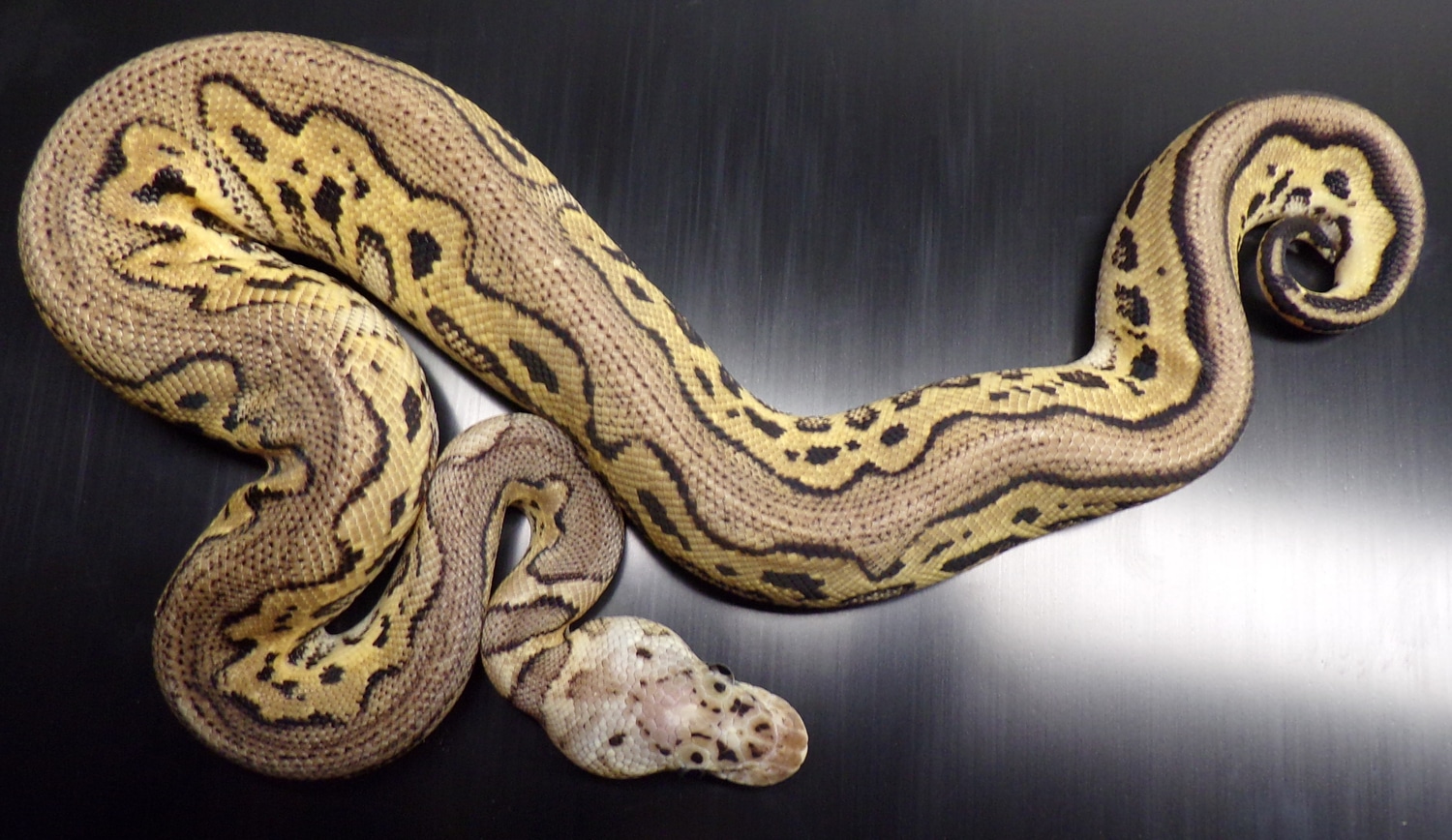 Keyhole Pastel Clown Ball Python by Anomalistic ball pythons - MorphMarket