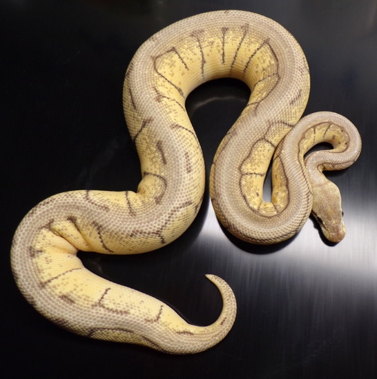 Mojave Spinnerblast Ball Python by Anomalistic ball pythons