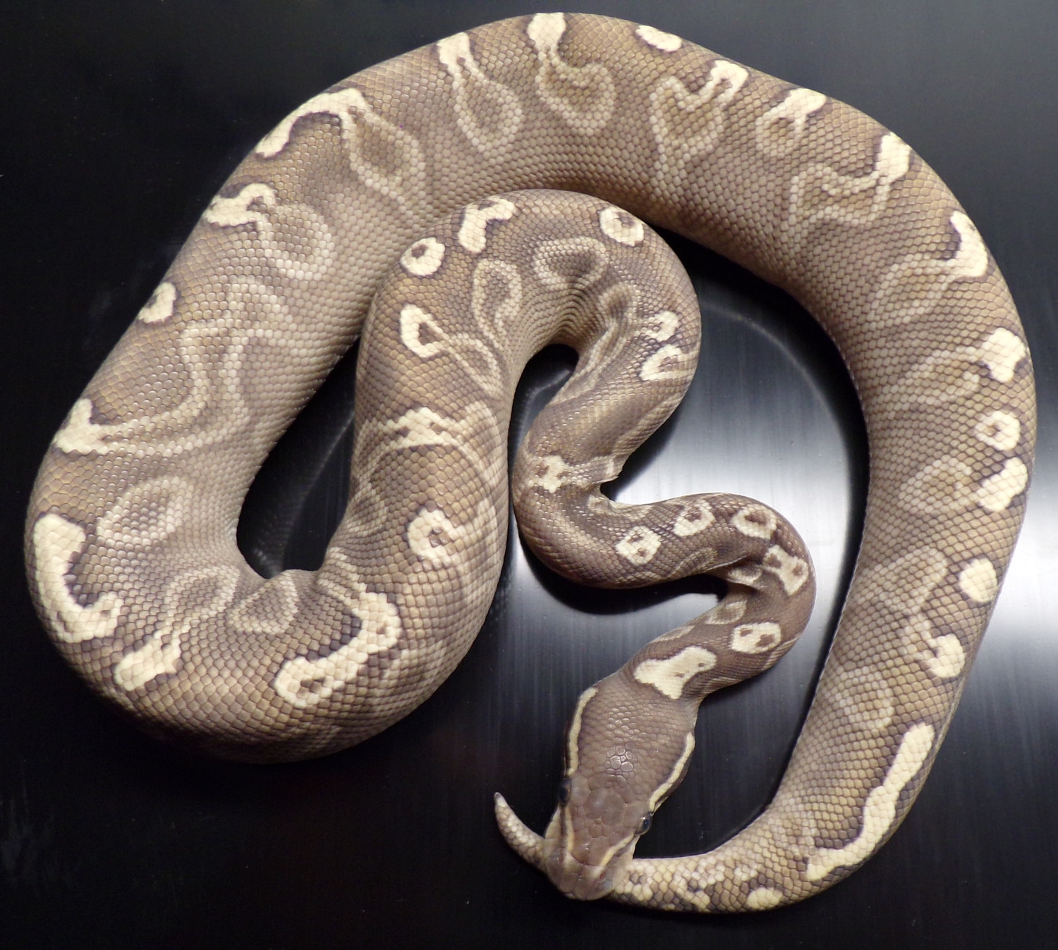 Ghi Lesser Het Clown Ball Python by Anomalistic ball pythons - MorphMarket