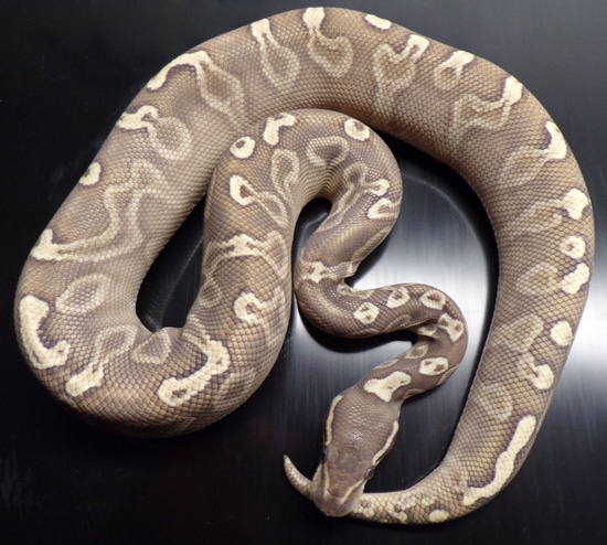 Ghi Lesser Het Clown Ball Python by Anomalistic ball pythons - MorphMarket