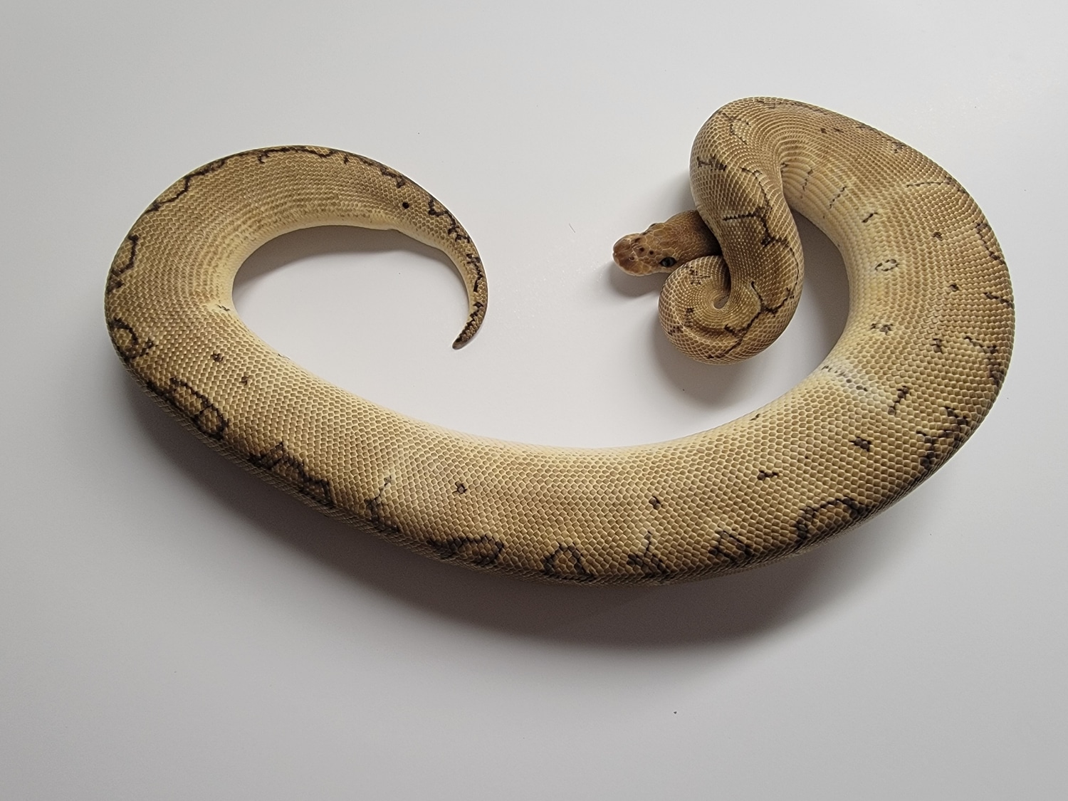 Pinstripe Clown Ball Python by Anomalistic ball pythons - MorphMarket