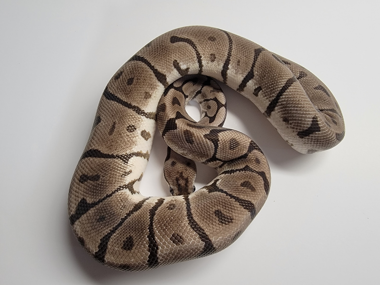Leopard Vpi Axanthic Spider Ball Python by Anomalistic ball pythons ...