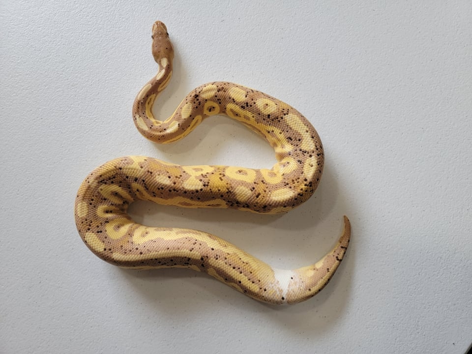 Coral Glow Cinnamon Ball Python by Anomalistic ball pythons - MorphMarket