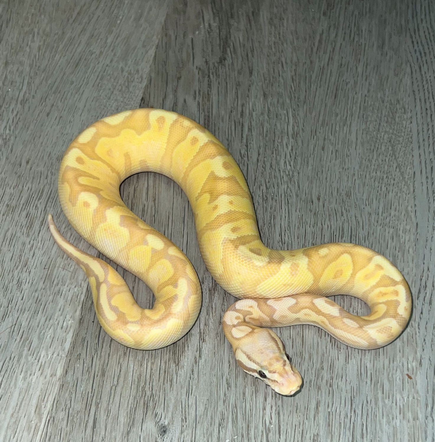 Pastel Bannana Ball Python by Red Onion Reptiles - MorphMarket