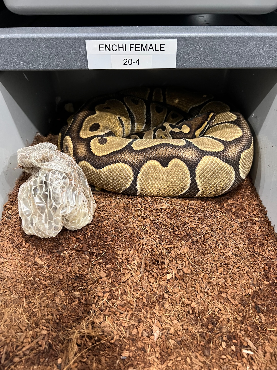Enchi Proven Breeder Ball Python by Red Onion Reptiles - MorphMarket