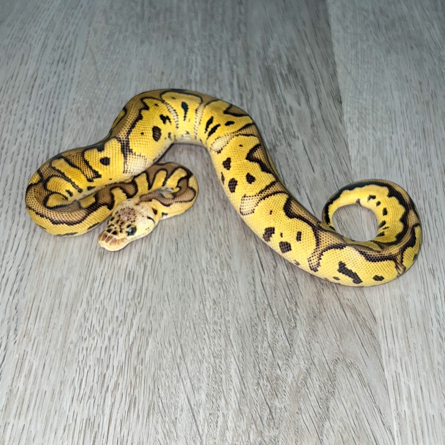 Pastel Clown Ball Python by Red Onion Reptiles - MorphMarket