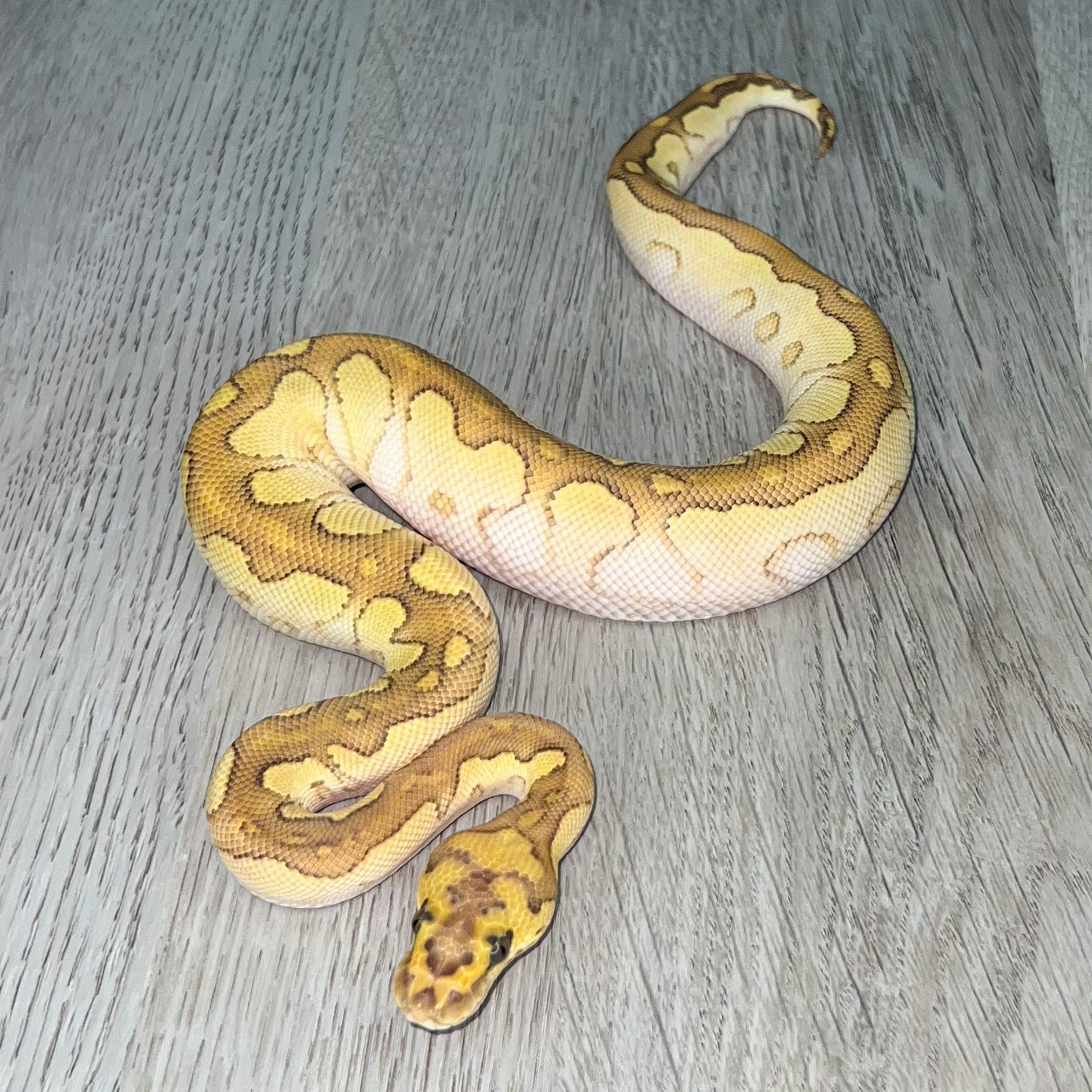 Butter Clown Ball Python by Red Onion Reptiles - MorphMarket