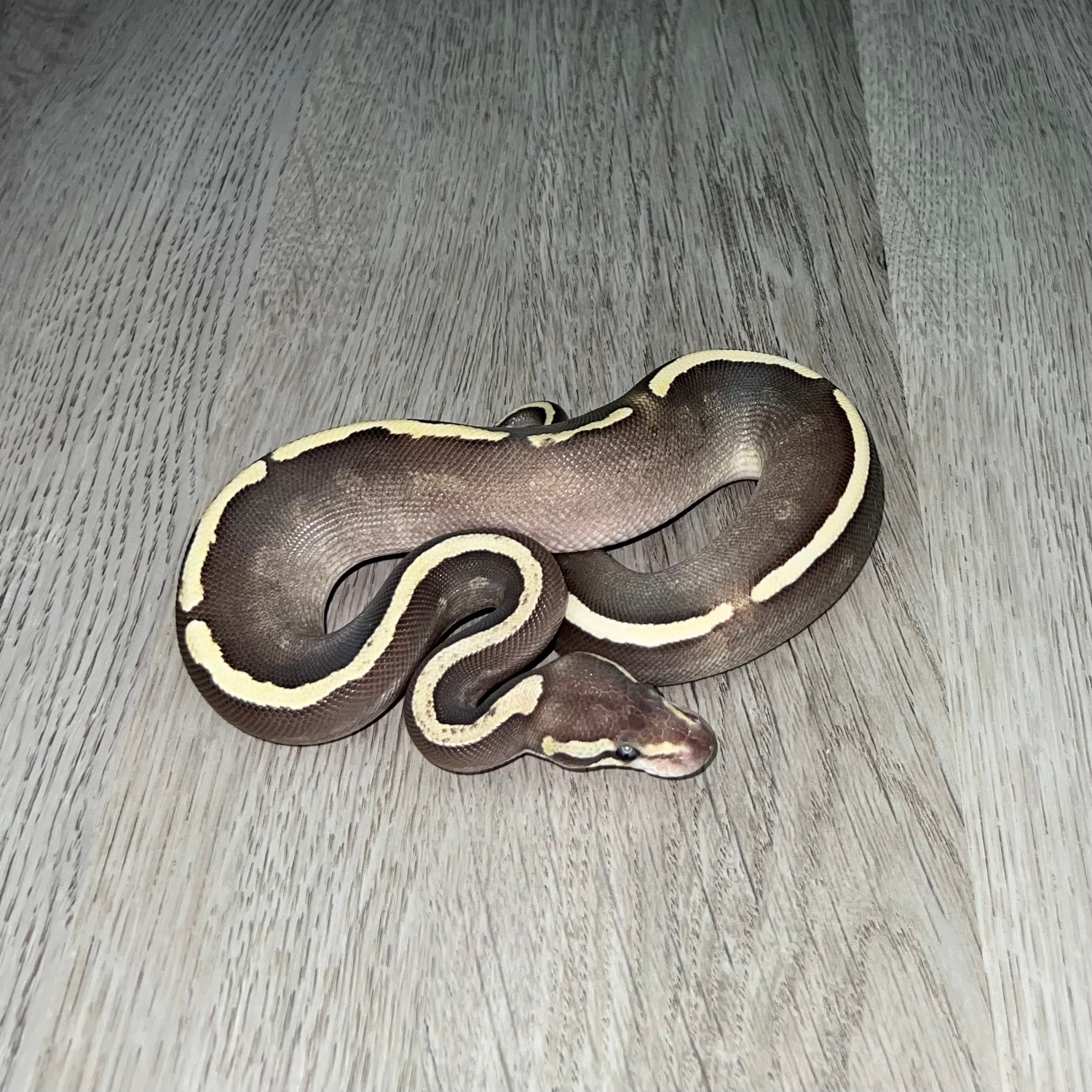 GHI Mojave Fire Het Hypo Ball Python by Red Onion Reptiles - MorphMarket