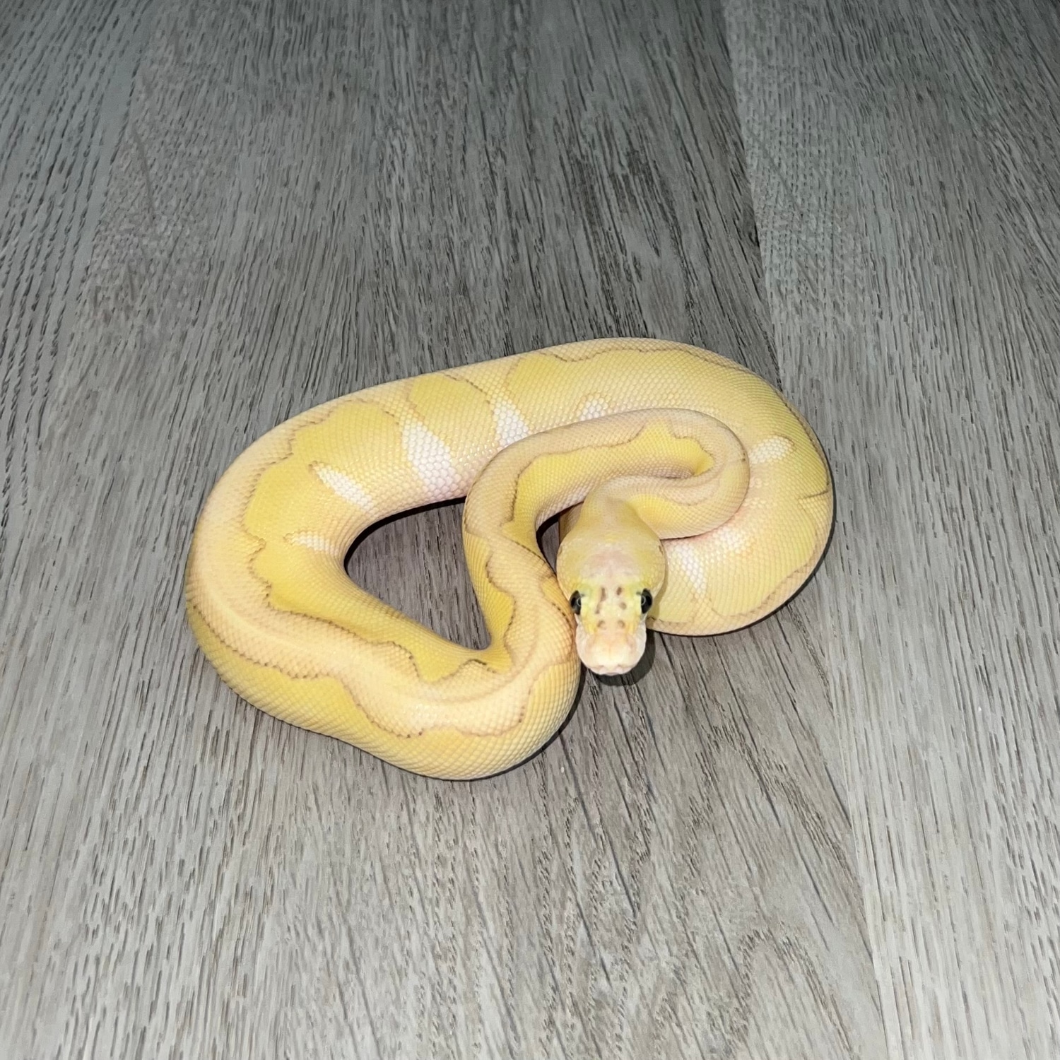Killer Butter Enchi Clown Ball Python by Red Onion Reptiles - MorphMarket