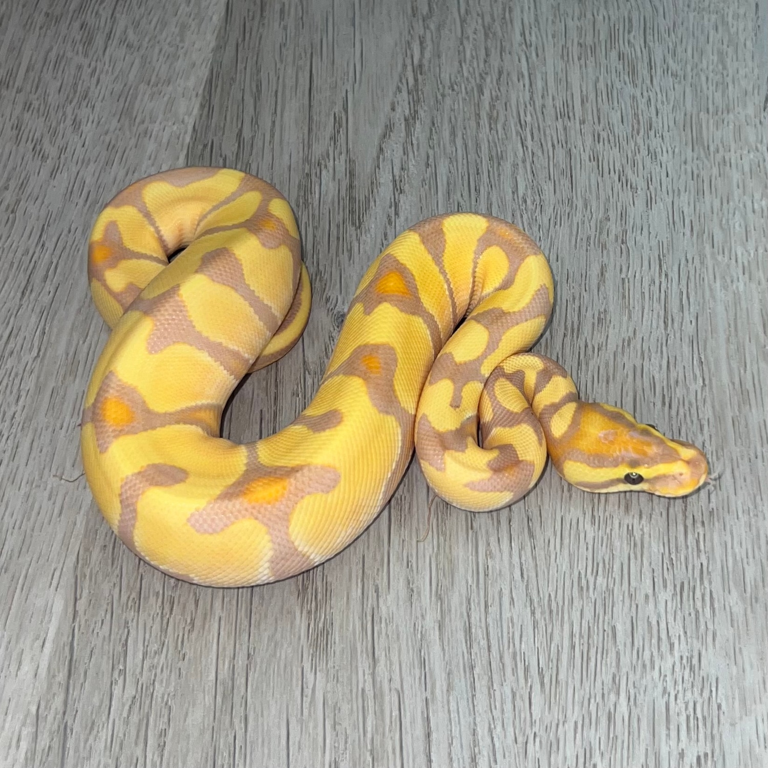 Banana Fire Enchi Ball Python by Red Onion Reptiles - MorphMarket