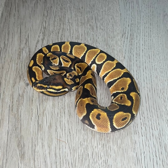 Orange Dream Ball Python by Red Onion Reptiles