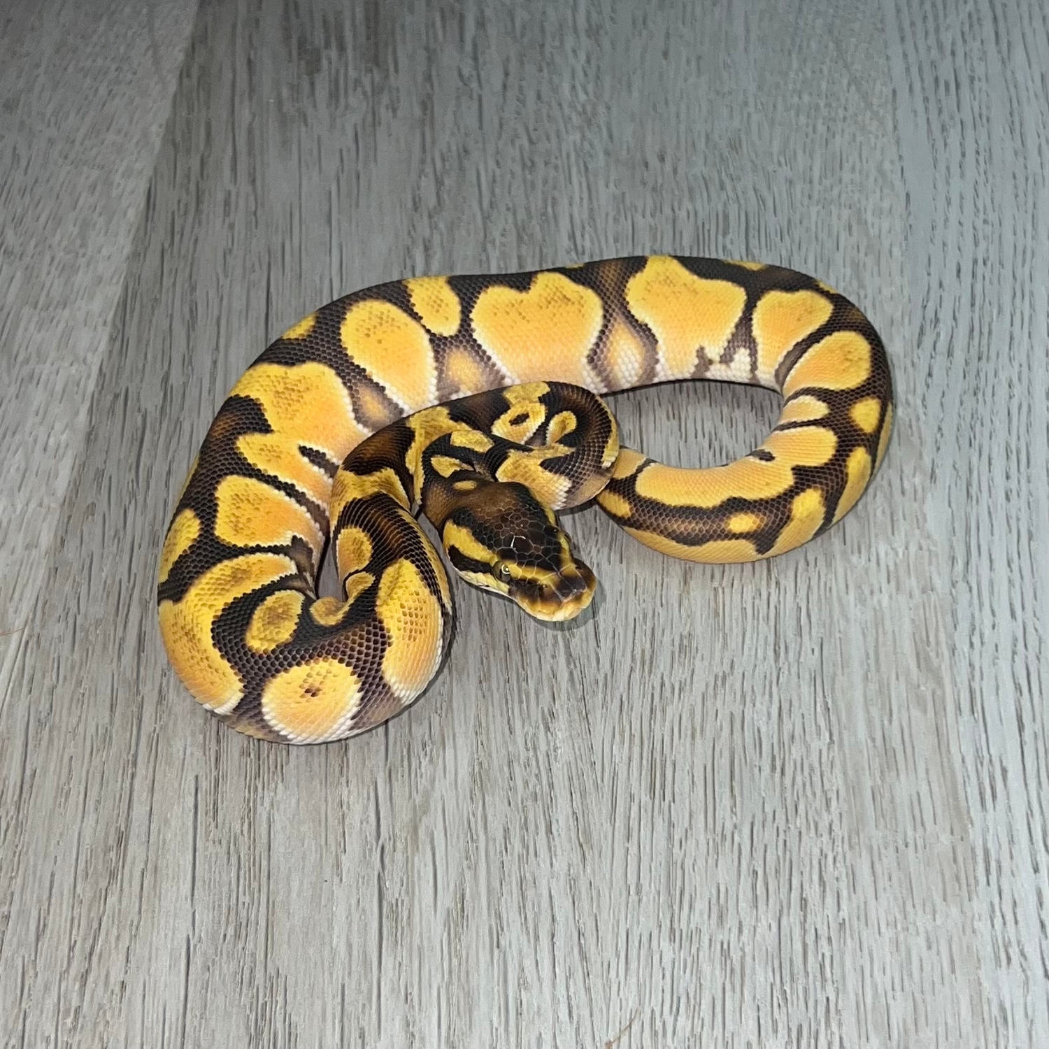 Orange Dream Enchi Ball Python by Red Onion Reptiles - MorphMarket