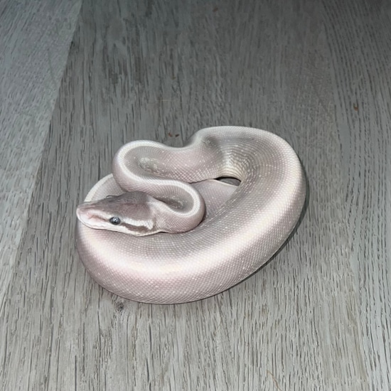 GHI Mystic Potion Het Hypo Ball Python by Red Onion Reptiles